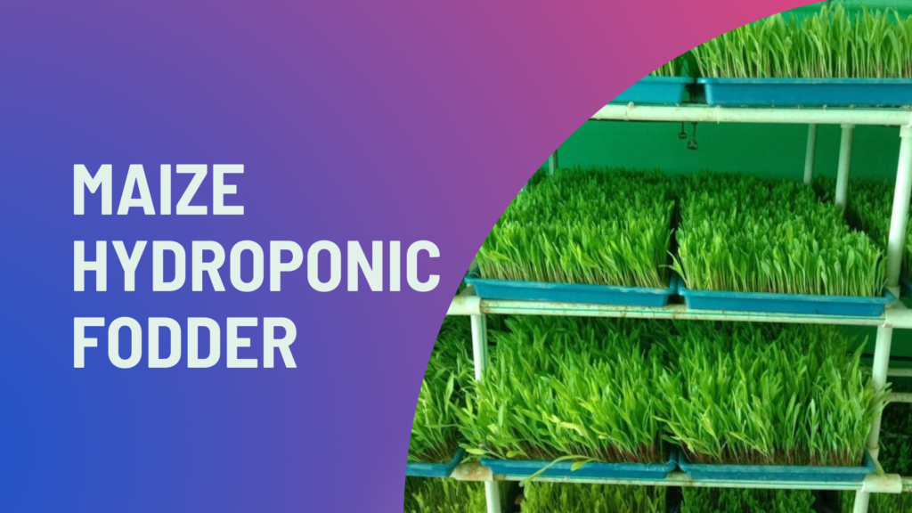 Maize Hydroponic Fodder: A Boon for Farmers and the Environment - The ...